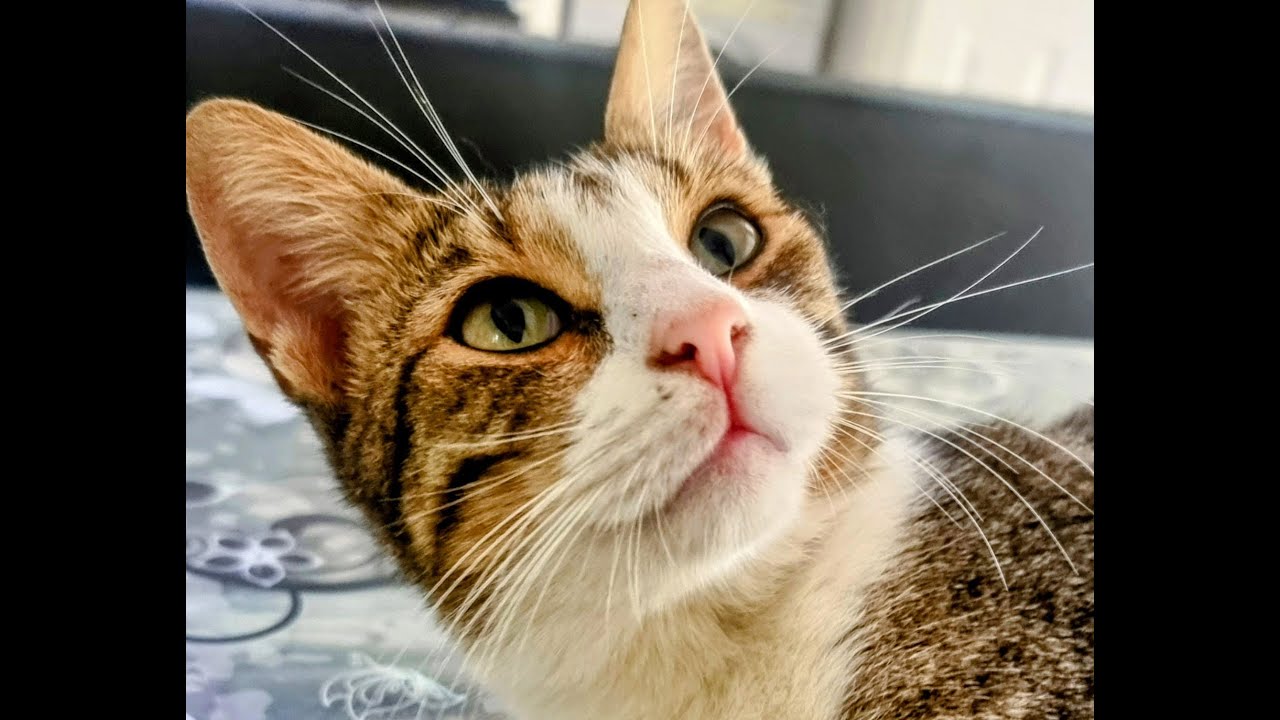 36 rescue cats from Arthur's Legacy Cat Sanctuary relocating to the U.K ...