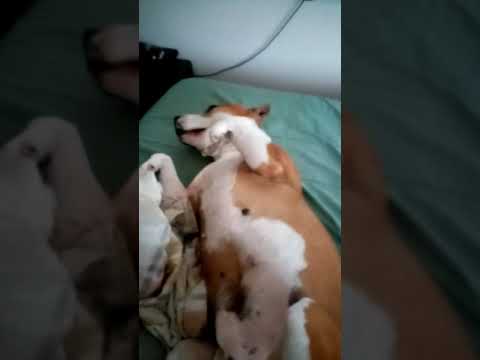 +18 Pitbull attack!!!!!