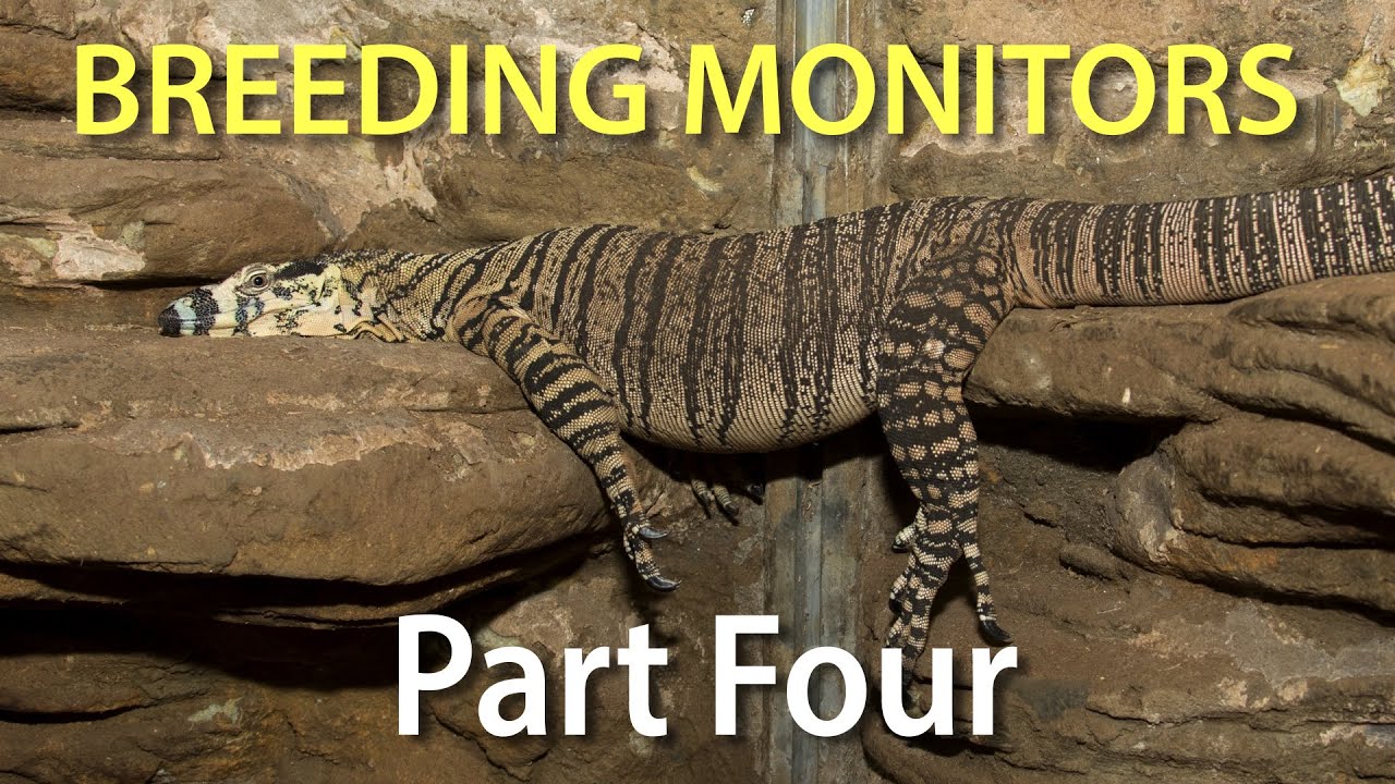 Breeding monitors in captivity Part Four: The start of the reproductive ...