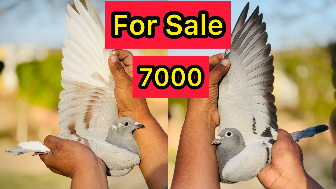 Young Racing Pigeons For Sale in Pakistan 2025 | Racing Pigeon Sale ...