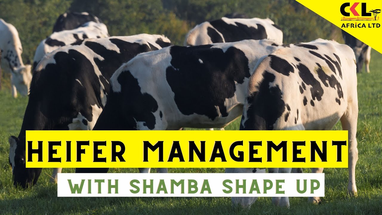 Heifer Management - YouTube