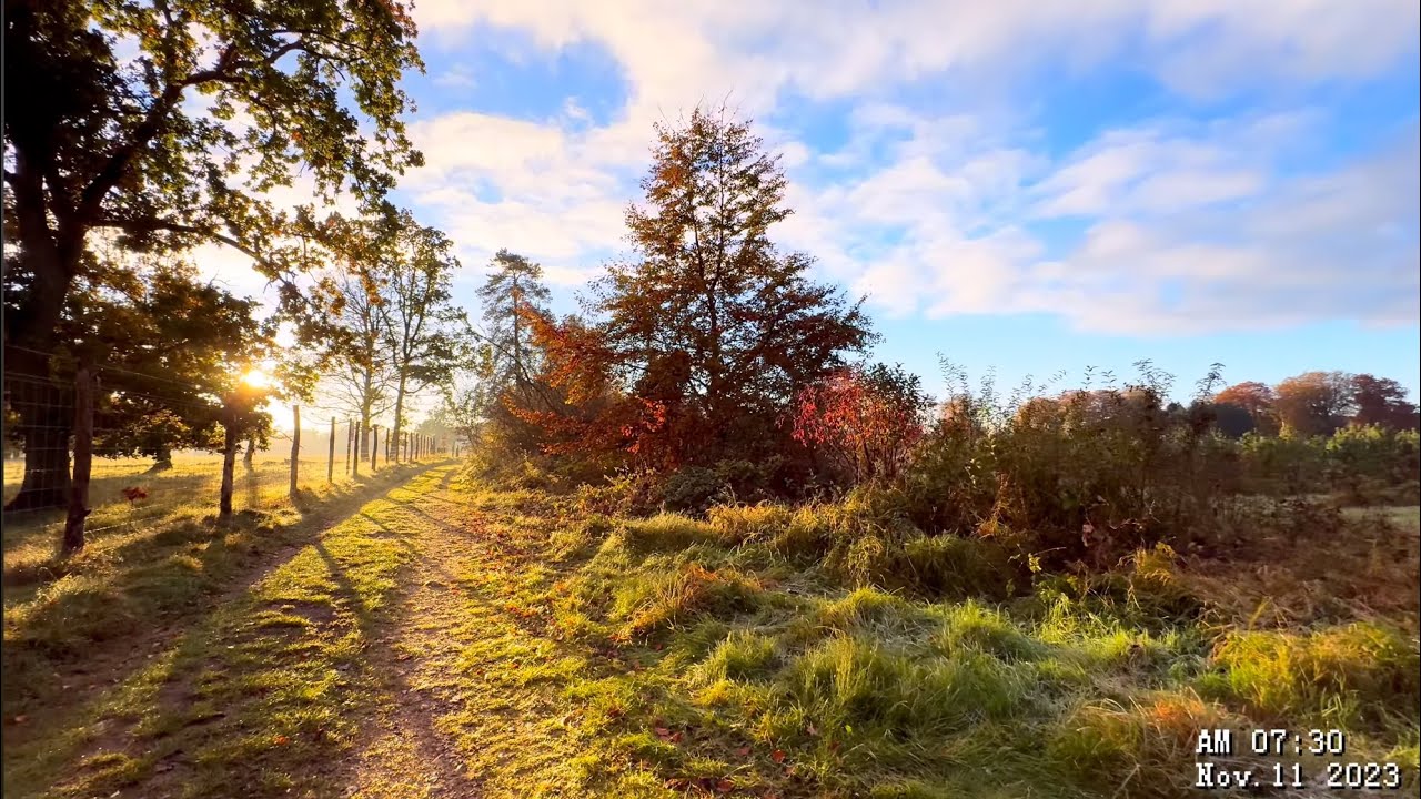 (4K HDR) Enchanting England Norfolk Forest Trails and Tranquil Lakeside ...