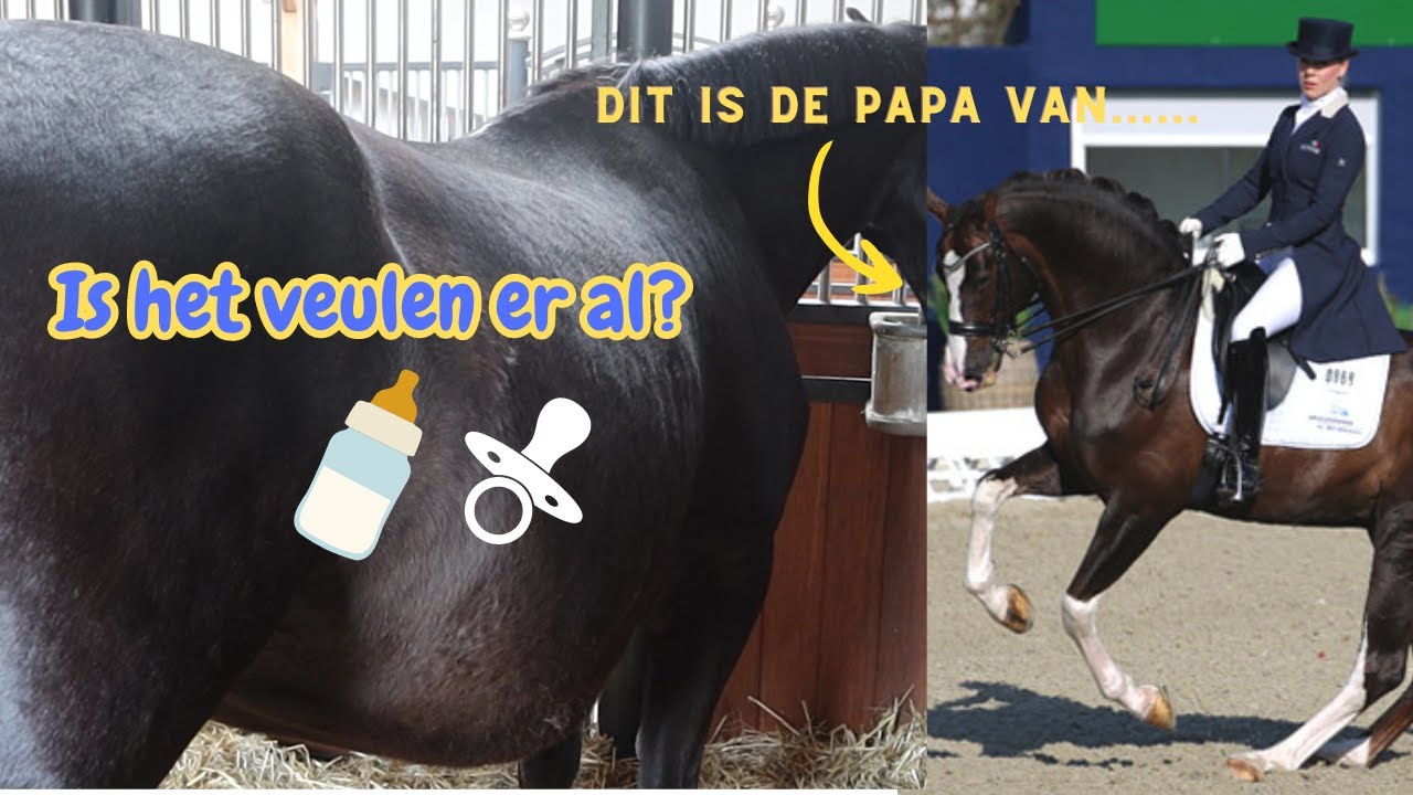 VEULEN update! + Dreamy RIJDEN! + Wie is de PAPA van het VEULEN ...