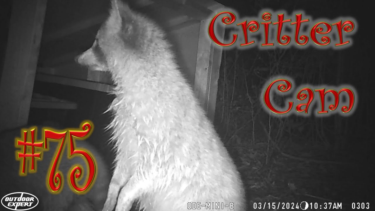 Critter Cam #75 - Up Close and Impersonal - YouTube