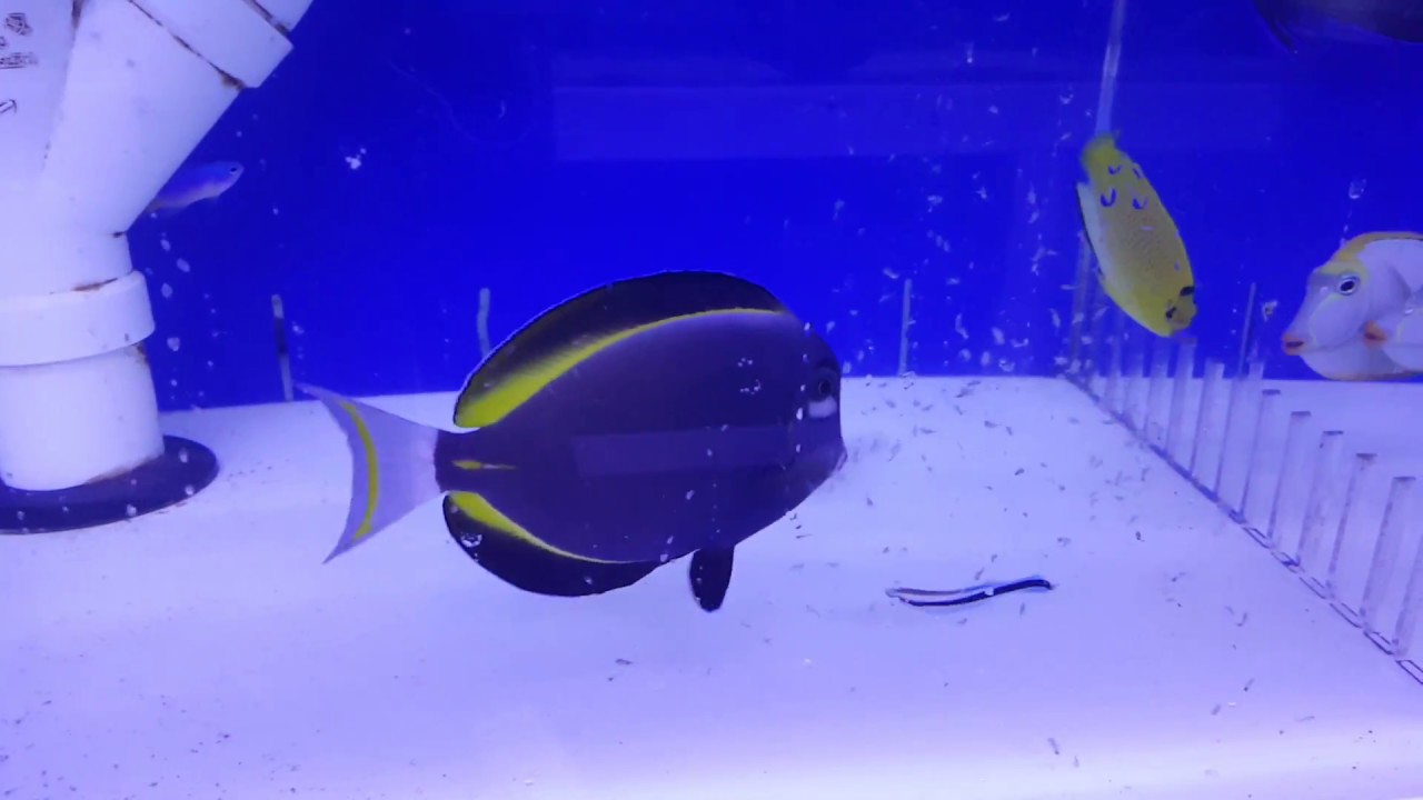 Goldrim Tang $229 - Hawaii - YouTube