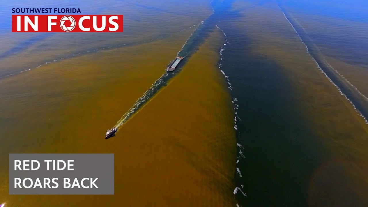 Massive Red Tide Bloom Takes Over SWFL | Southwest Florida in Focus ...