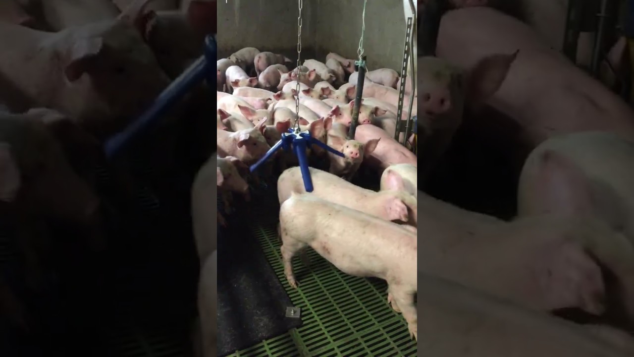 EASYFIX Pig Hanging Toys | Environment Enrichment - YouTube