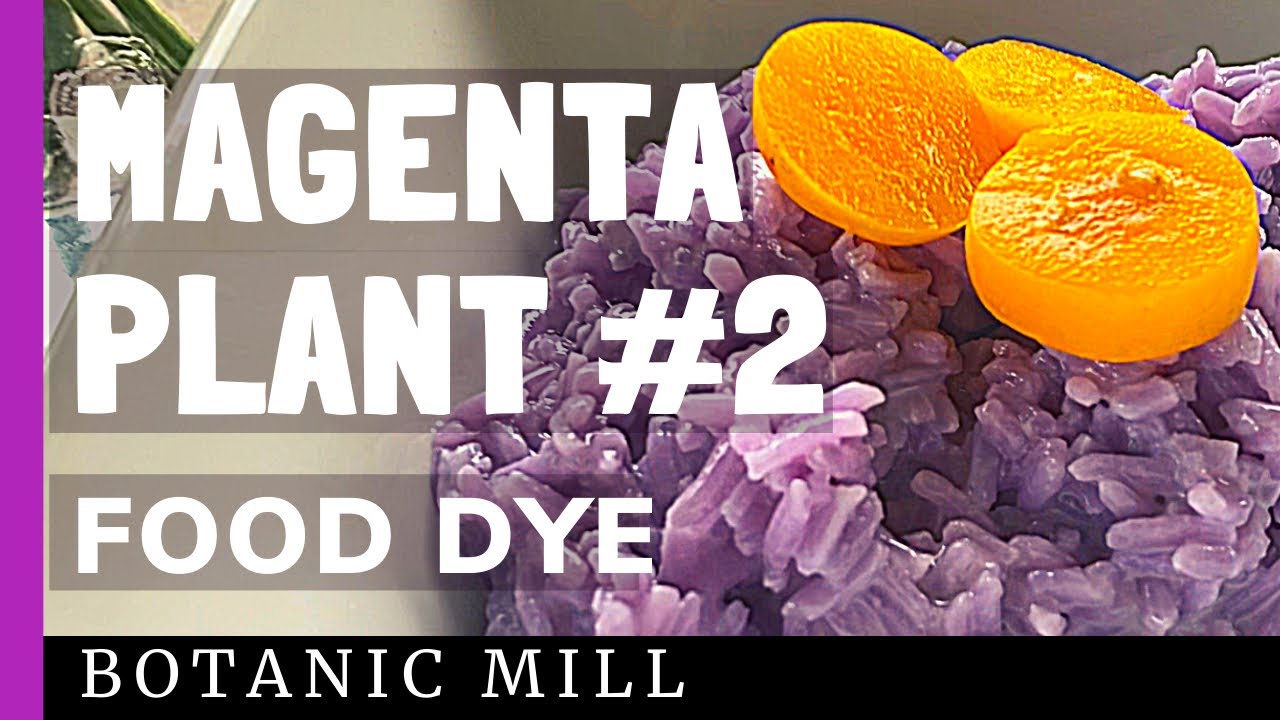 MAGENTA PLANT #2 FOOD DYE - YouTube