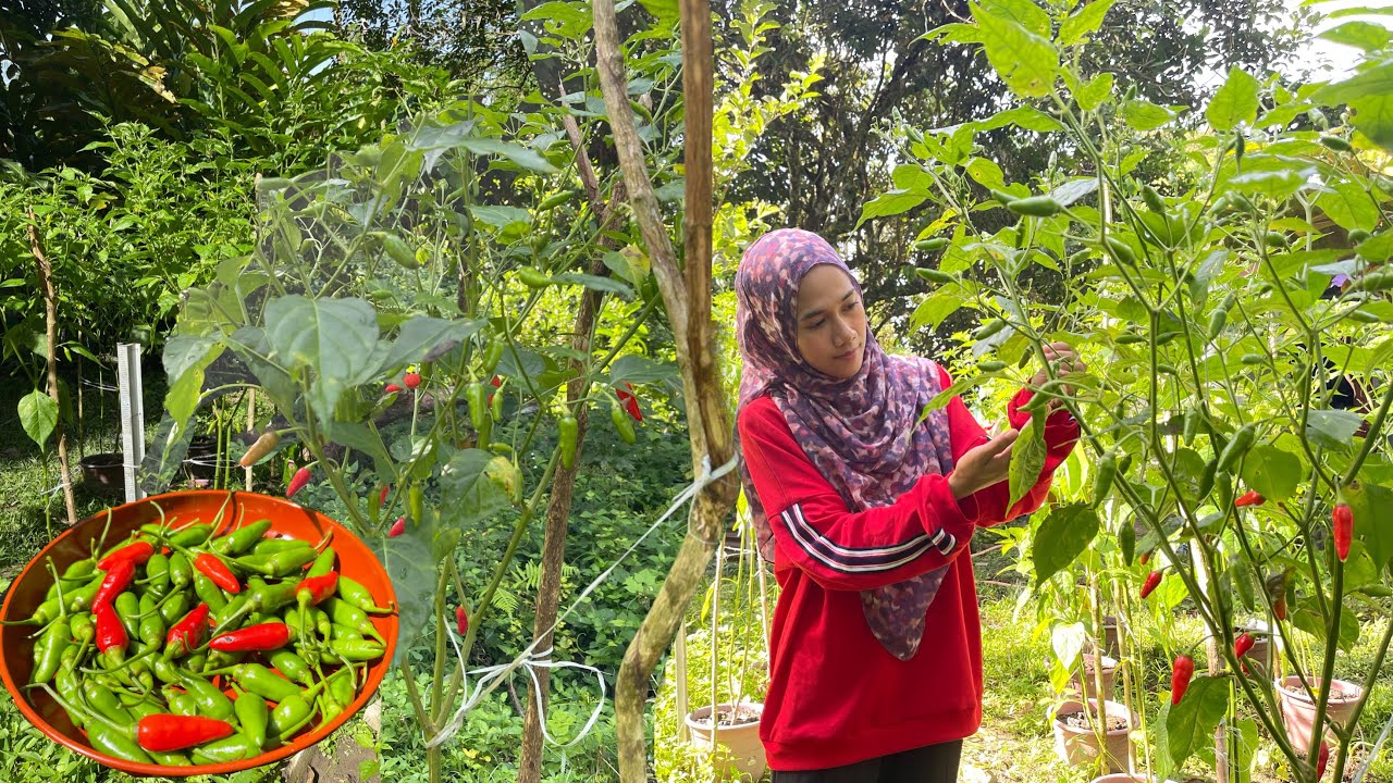 CILI GEMUK BIKIN SAMBAL IKAN LEGEND| Terus berselera .Terkenang ! - YouTube