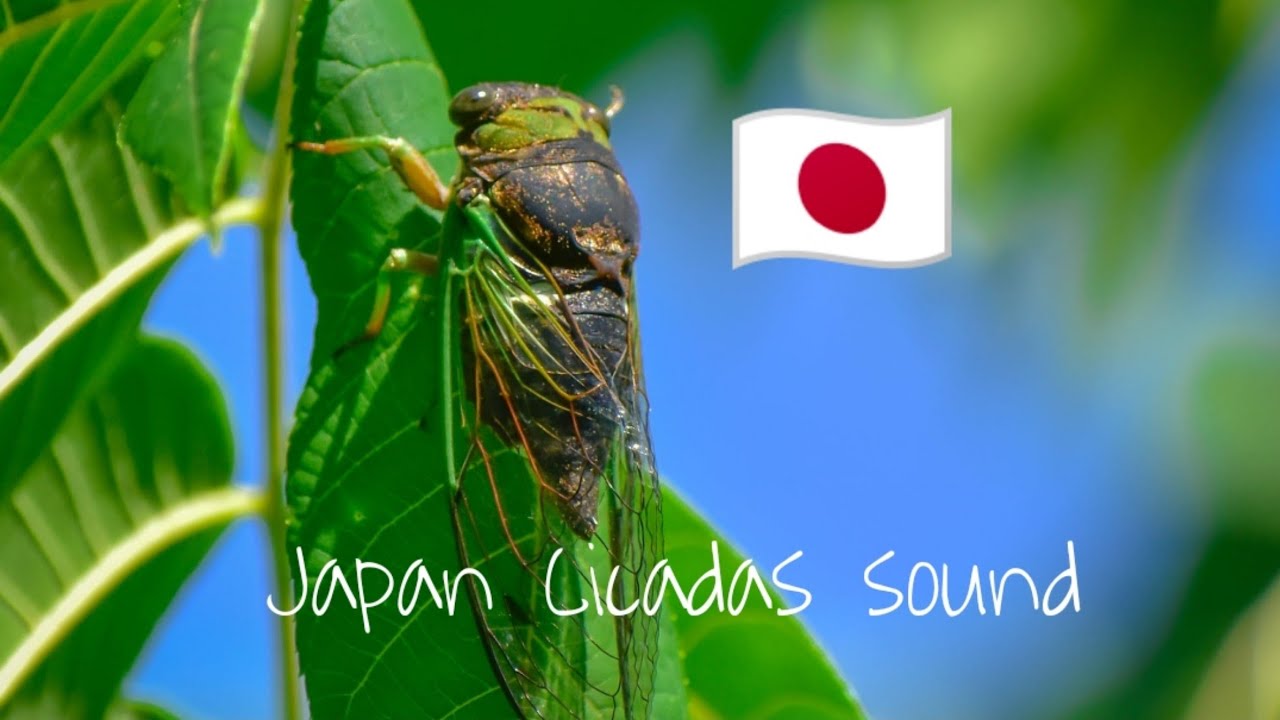 จักจั่นญี่ปุ่น Japan Summer Cicada Sound #shorts #สัตว์โลกน่ารัก ...
