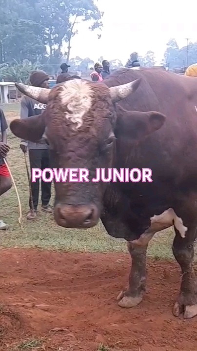 POWER JUNIOR AT ILALA GROUNDS MUKUMU!!! #animal - YouTube