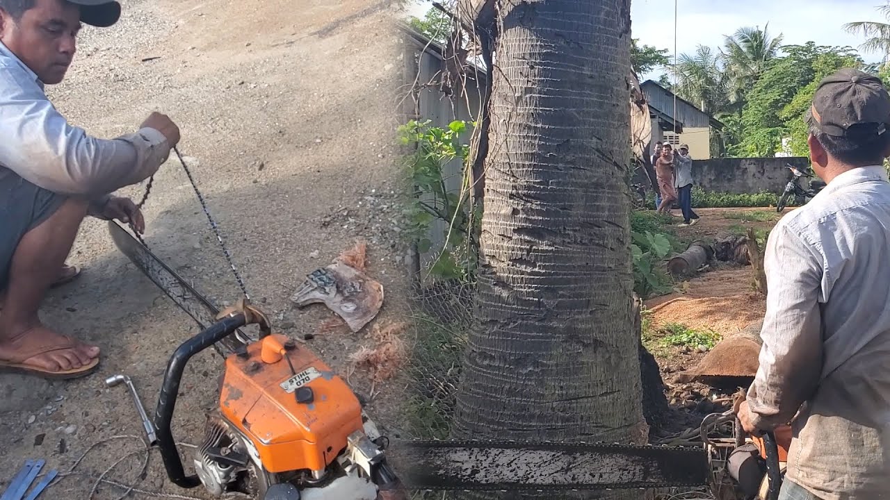Cutting skill faster palm tree | Activity wood cutting - YouTube