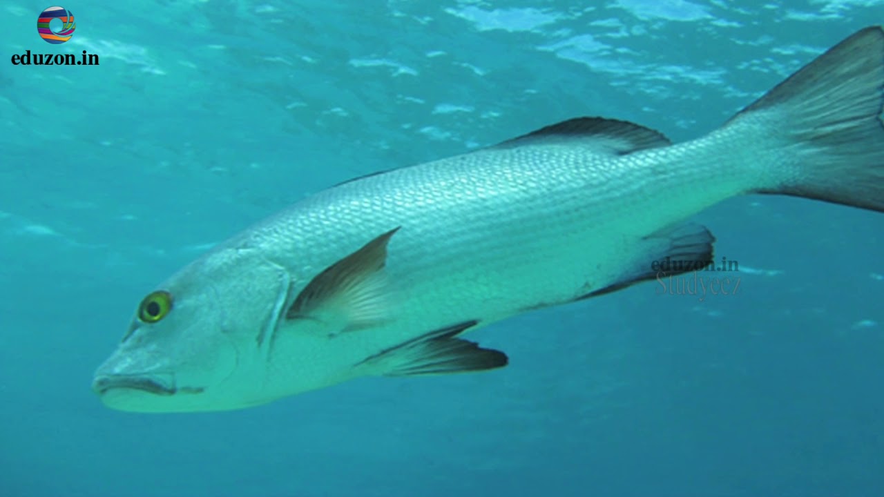 Floating Bodies || 9th Class Physics - YouTube