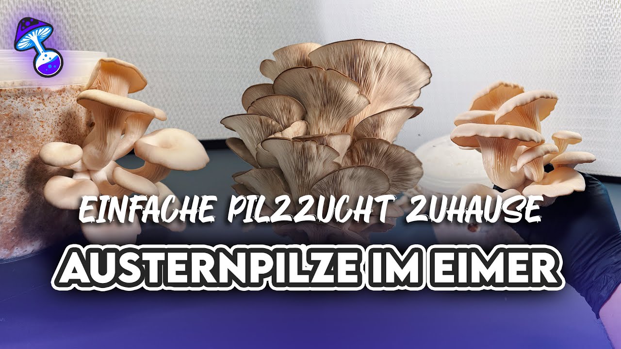 Austernpilze selber züchten im Eimer 🍄 | Einfache Anleitung für ...