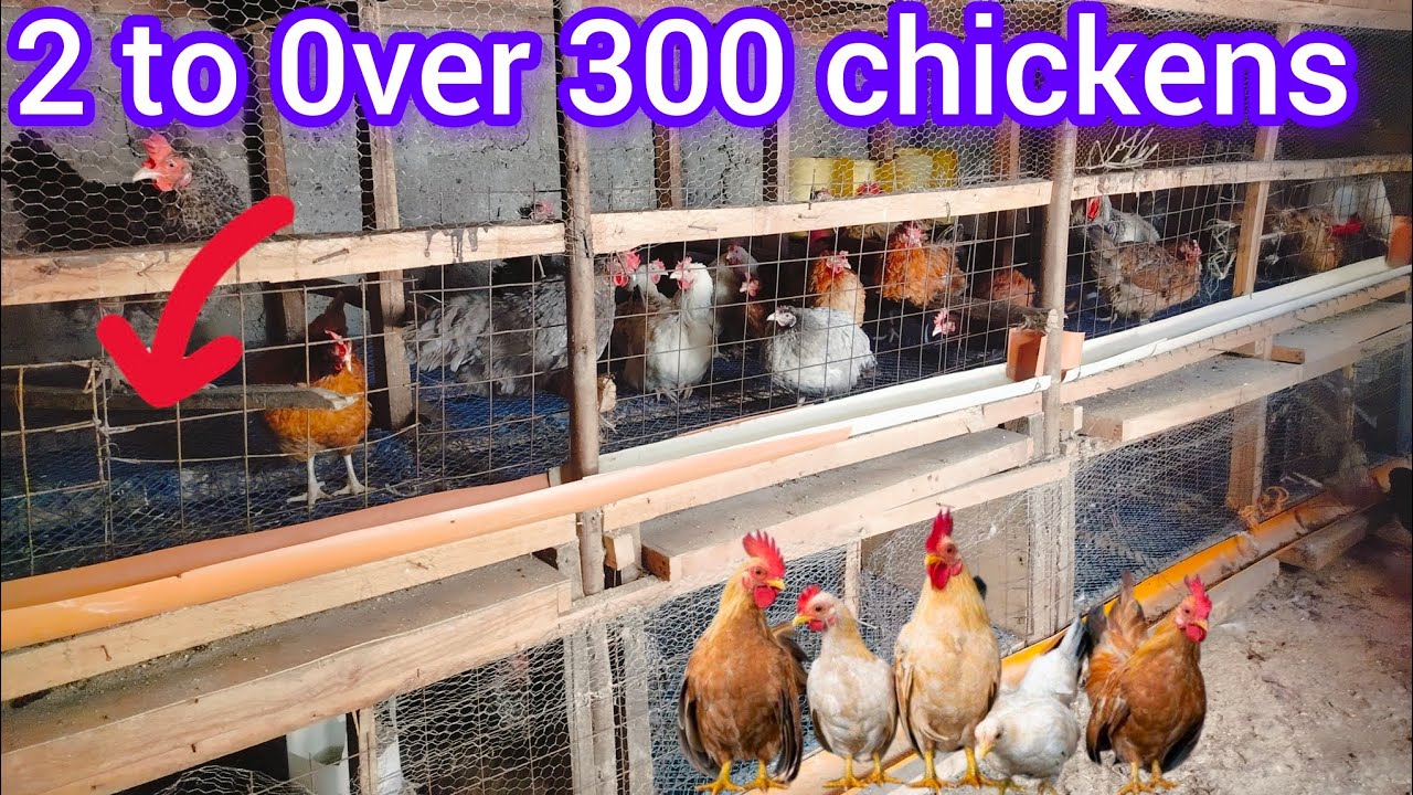 Started with 2 chickens now over 300 chickens/How to build a successful ...