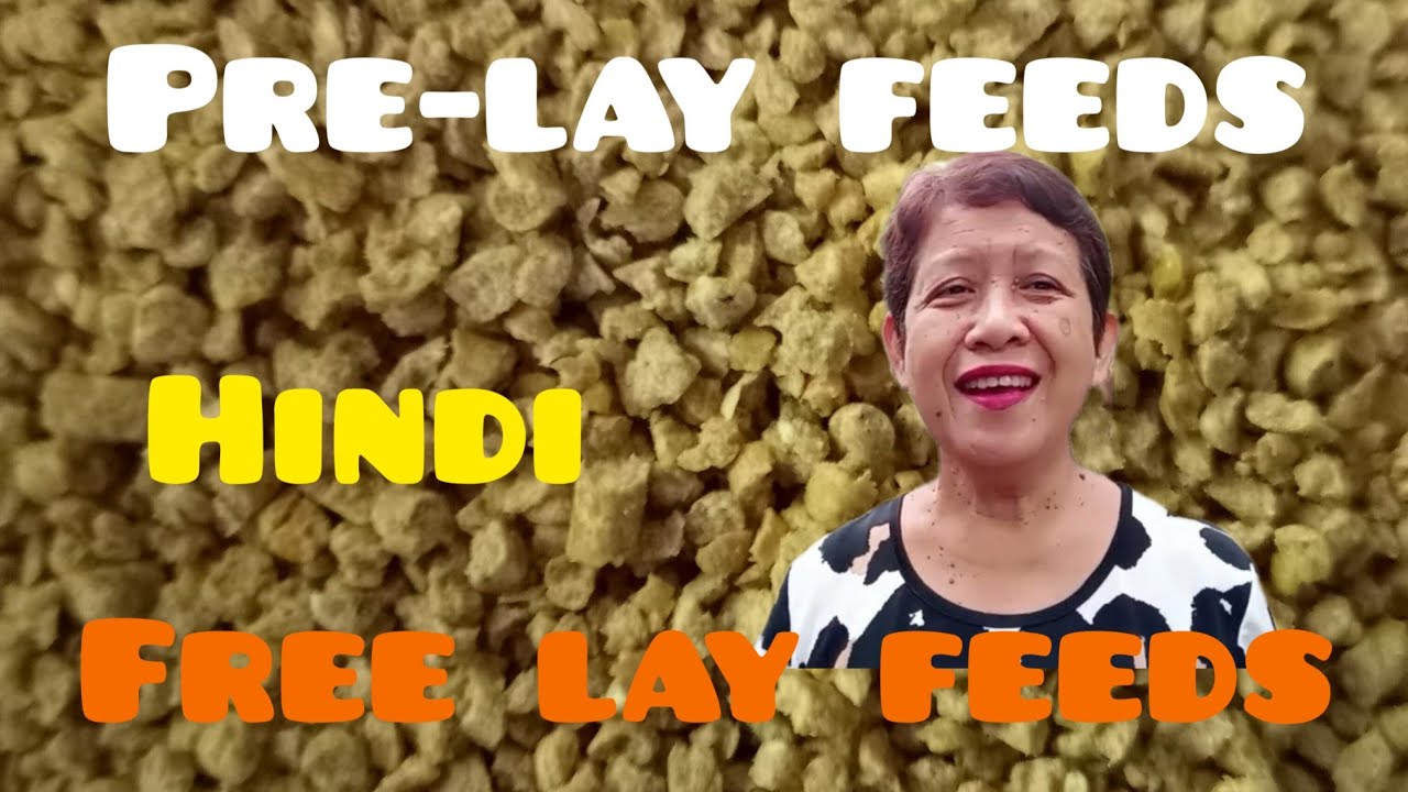 BAKIT PRE-LAY FEEDS ANG IPAPAKAIN SA READY TO LAY PULLET?/LAYER FARMING ...