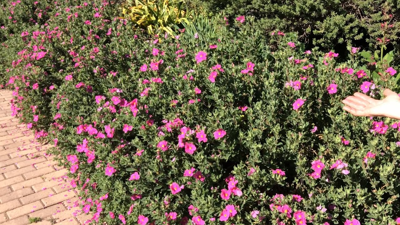 Rock roses (Cistus) - YouTube