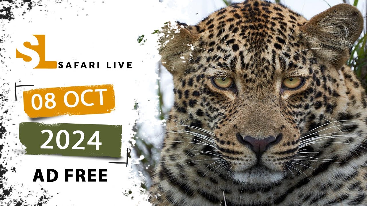 Maribye, the leopard prince - SafariLIVE Sunset - 08 October 2024 ...