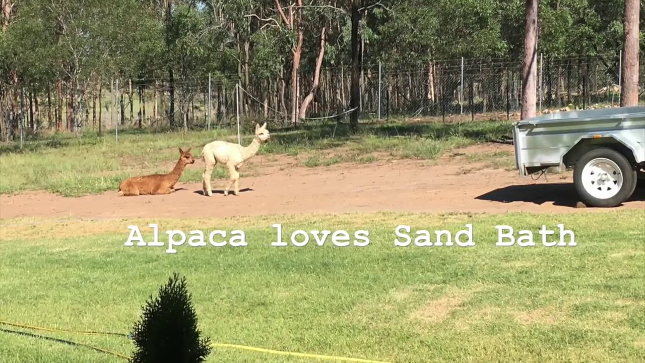 Alpaca loves sand bathing - YouTube