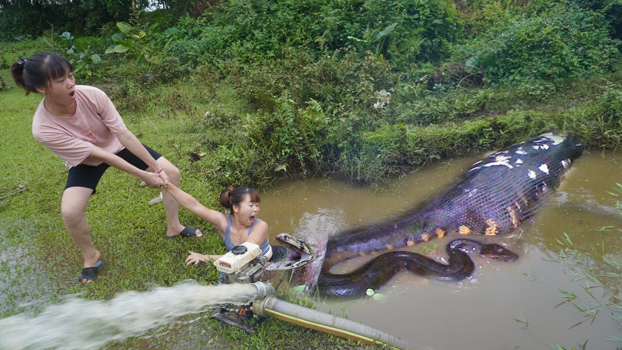 Harvesting fish - Hunting wild fish | Technology Catch many fish in the ...