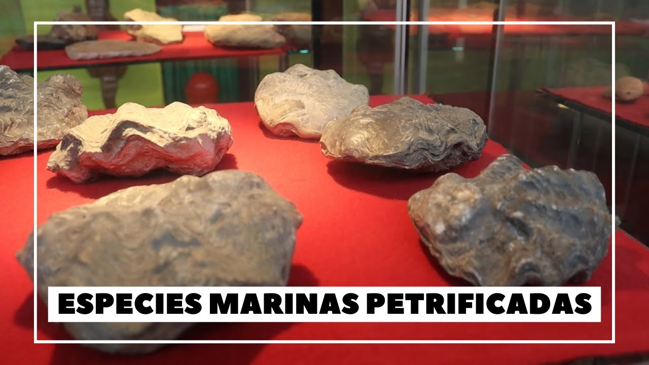 ESPECIES MARINAS PETRIFICADAS - MUSEO DE YURIMAGUAS - YouTube