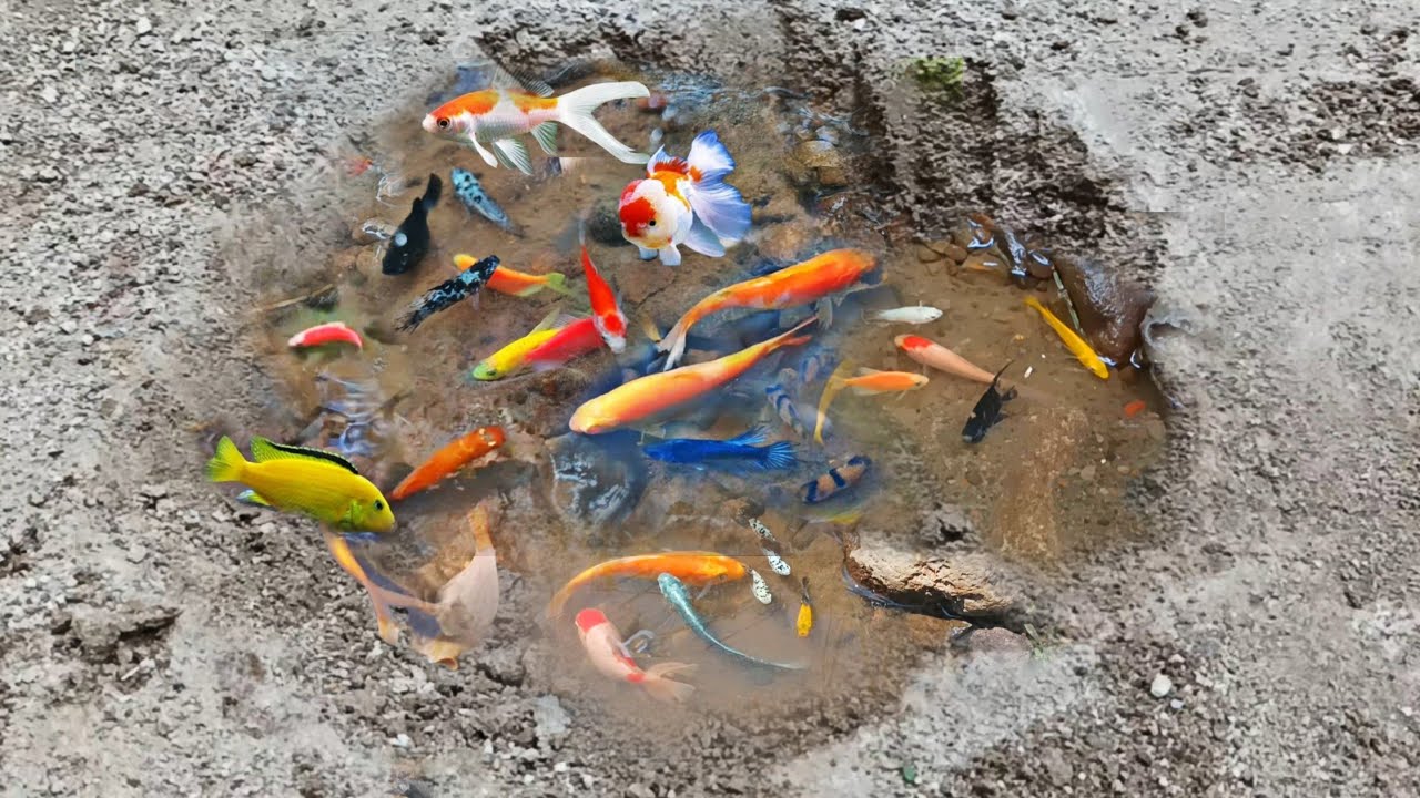 Menemukan ikan molly balon, ikan cupang warna warni, ikan mas koki ...