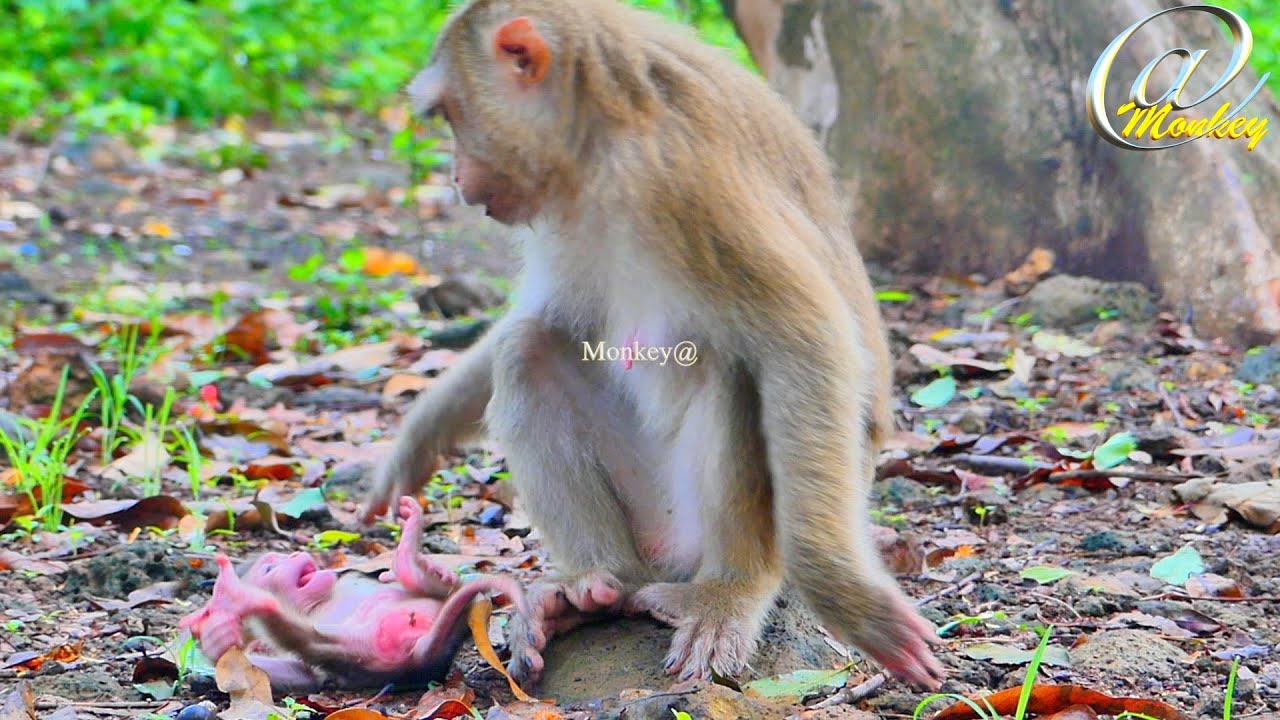God help..! SARIKA Monkey is pushing her baby SABA out of her(Baby SABA ...