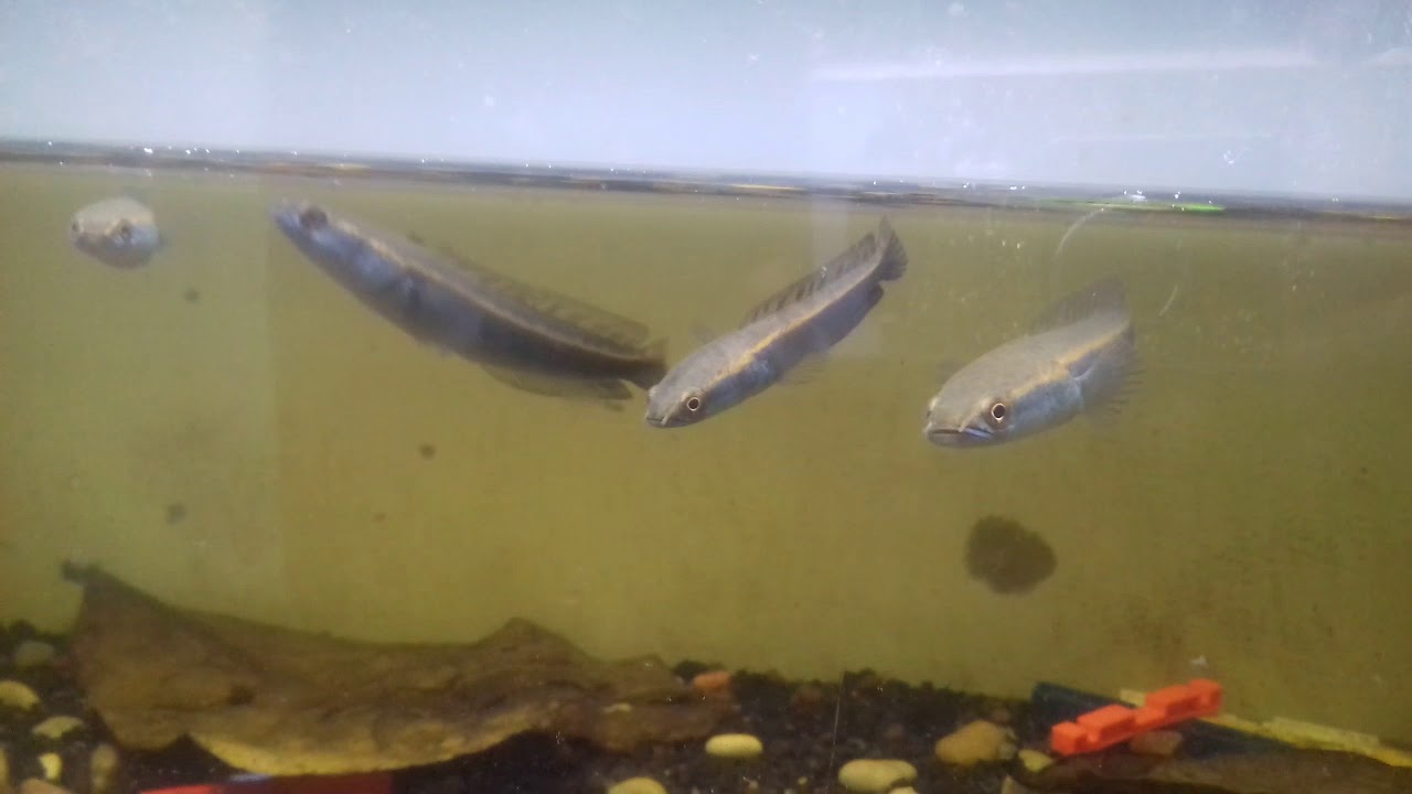 Red Maru Sampit Baby - YouTube