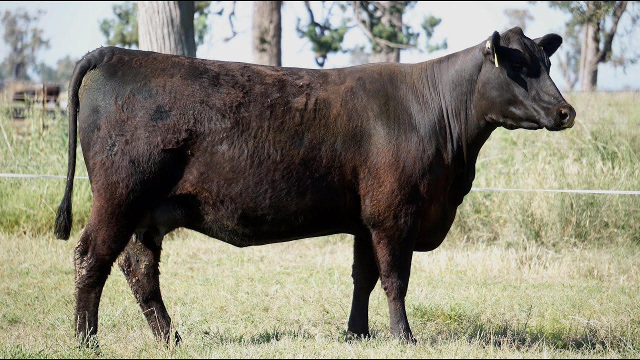 Lot 6 - NTVP111: 3 yr old, heifer calf at foot - YouTube