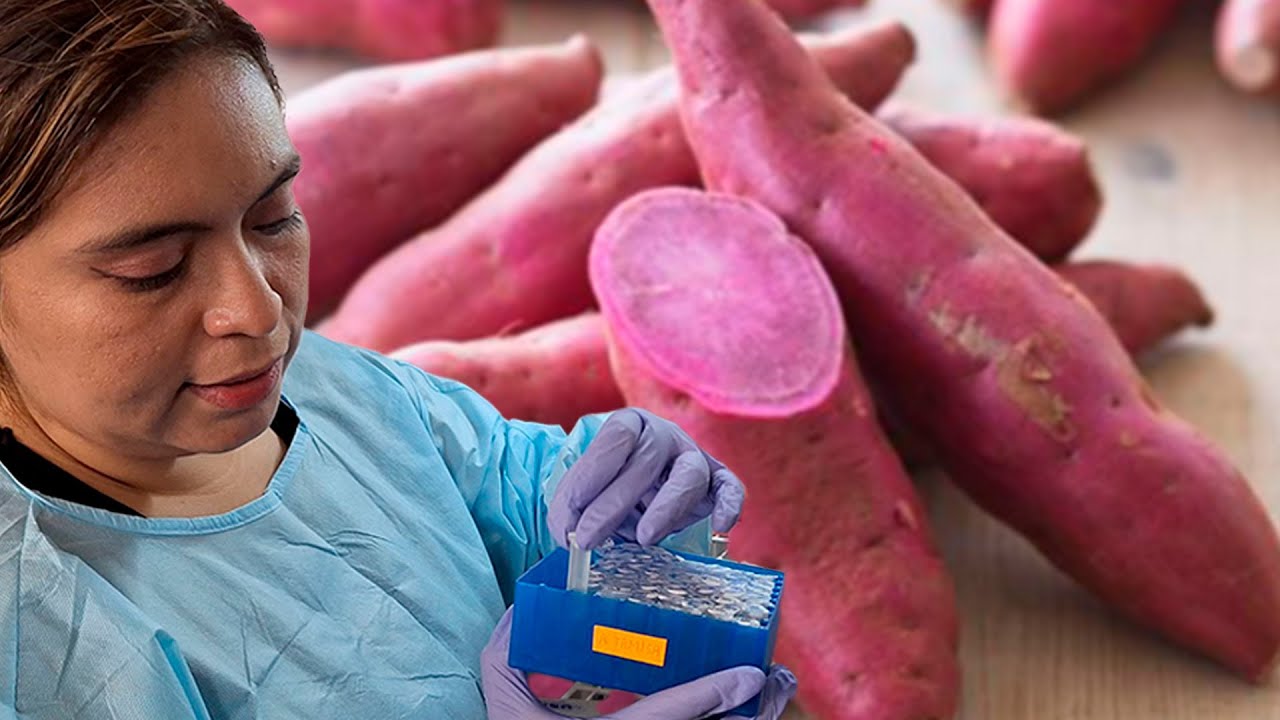 ¡Gran descubrimiento! Camote morado ayuda a combatir el cáncer de mama ...