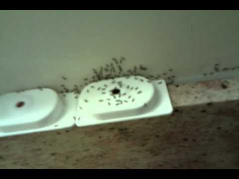 What Happened To Grant'S Kills Ants
