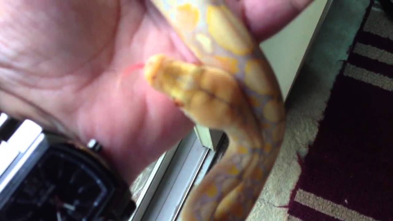 Dwarf lavender albino Retic - YouTube