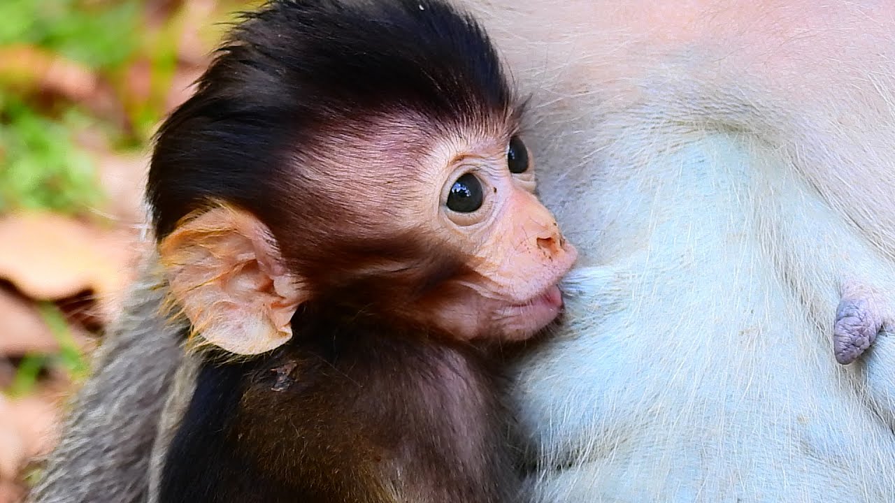 POOR BABY ARIA TRYING GET HER MILK AND LOOK SO HAPPY PLAY ALONE NEAR ...