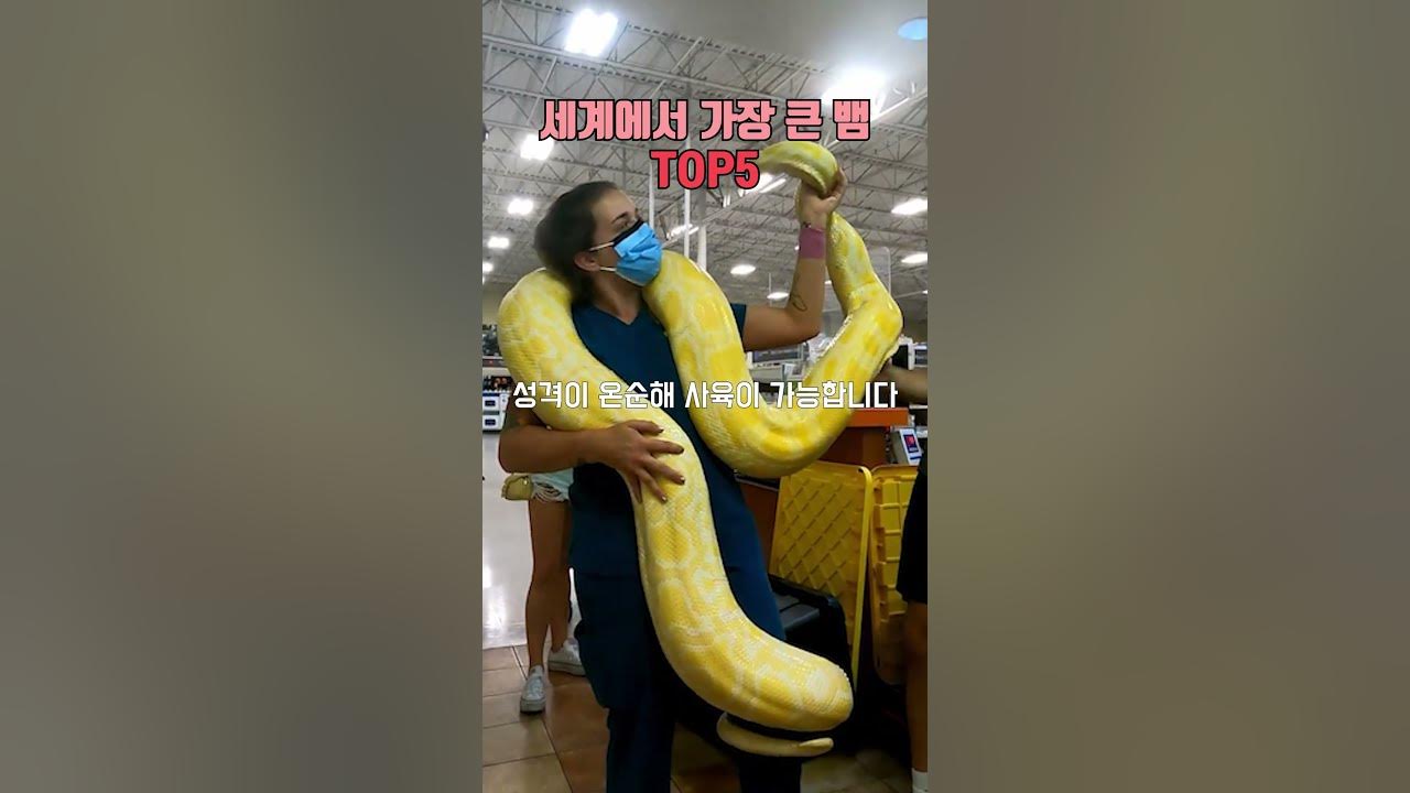 세계에서 가장 큰 뱀 Top5 Youtube