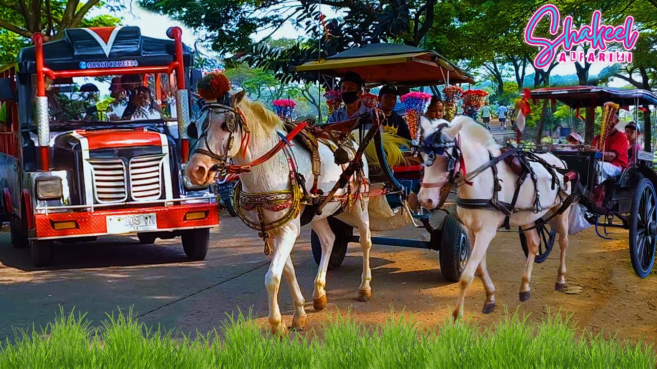 Kuda - Kuda Delman Istimewa - Naik Kuda - Kuda Putih - Naik Odong-odong ...