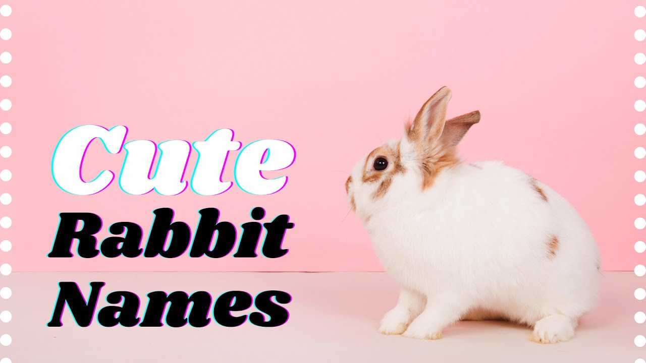 Top 30 Cute Rabbit Names With Meaning 2021 ! Unique Pet Names - YouTube