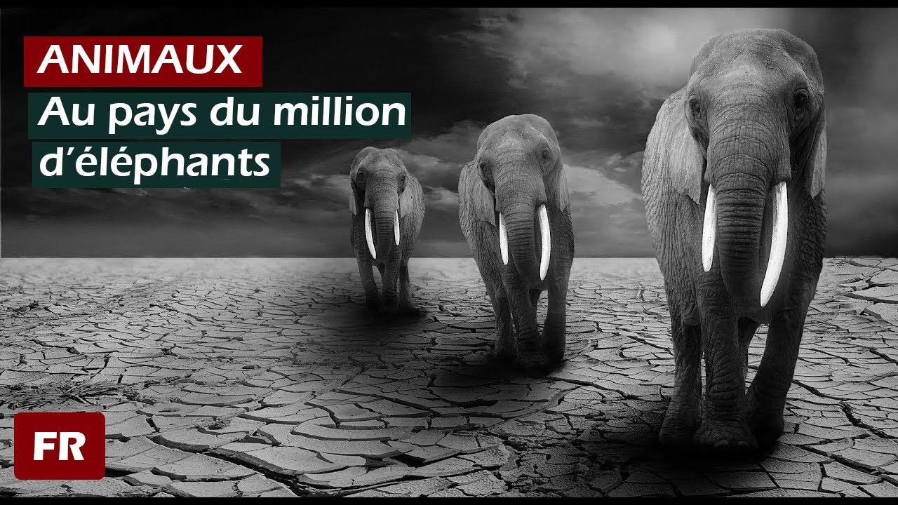 Au pays du million d’éléphants Documentaire français HD 2020 - YouTube