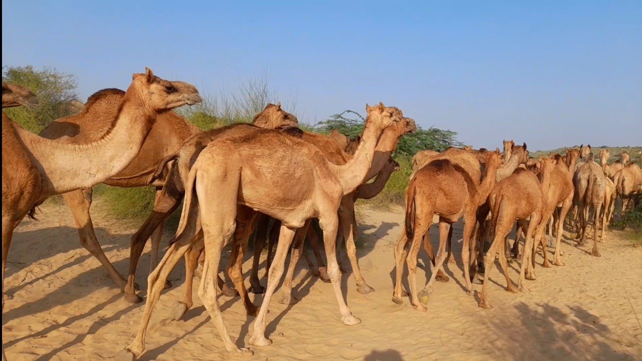 Beautiful Camel Journey Video | Beauty on The Sandy Dunes | How ...