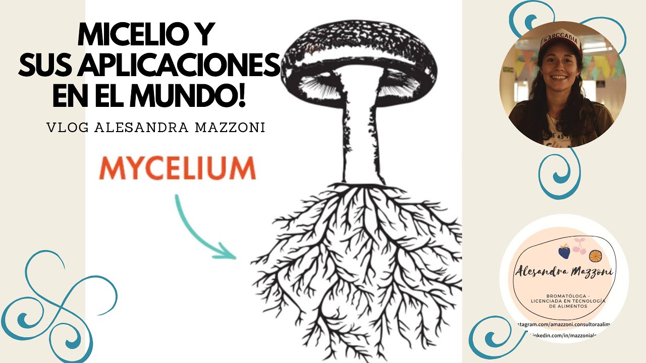 EL MICELIO 🍄 🍄. Y SUS APLICACIONES EN EL MUNDO! - YouTube