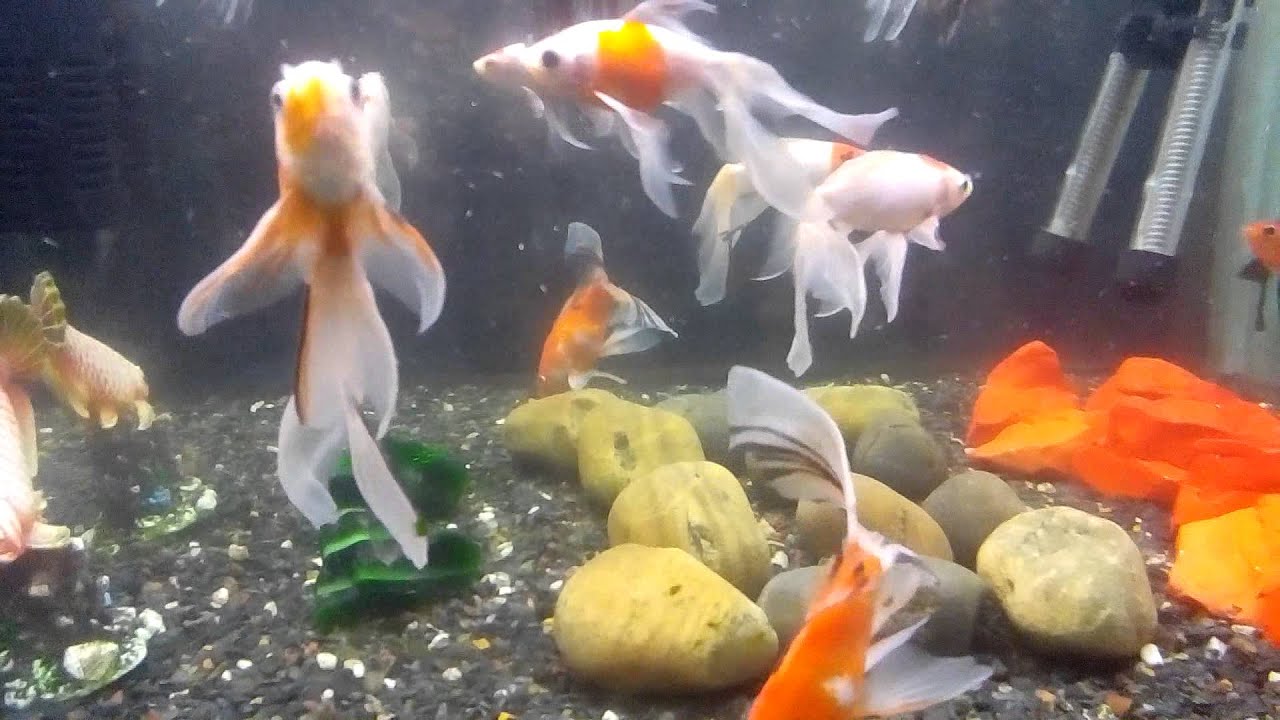 Beautiful Silver Fish In Water - YouTube