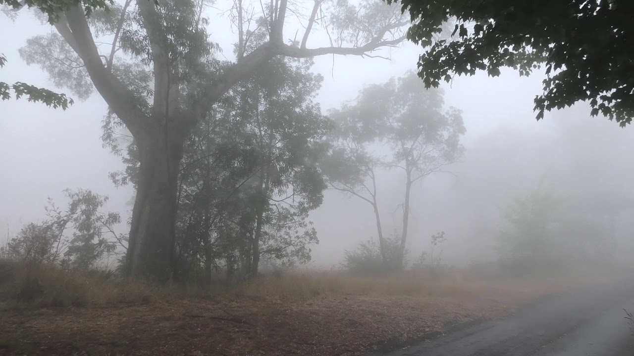 Blackheath 2nd Jan 2020 - Welcome drizzle and mist - YouTube