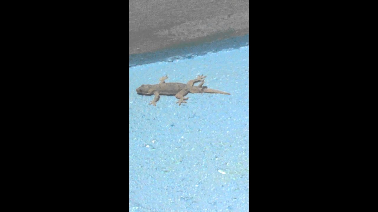 Rare sight, two tailed lizard in the Philippines. - YouTube