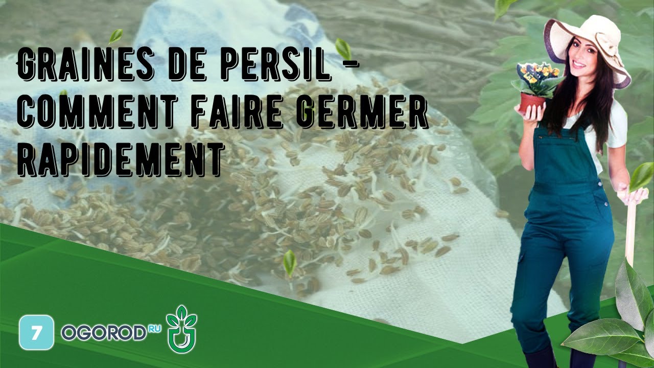 Graines de persil - comment faire germer rapidement - YouTube