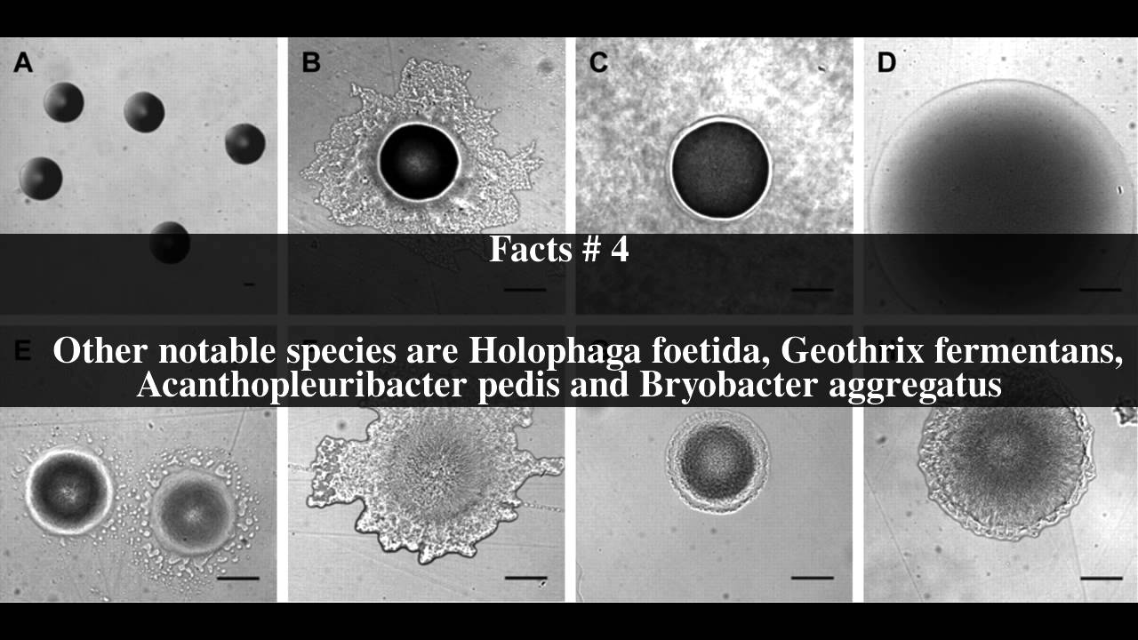 Acidobacteria Top # 6 Facts - YouTube