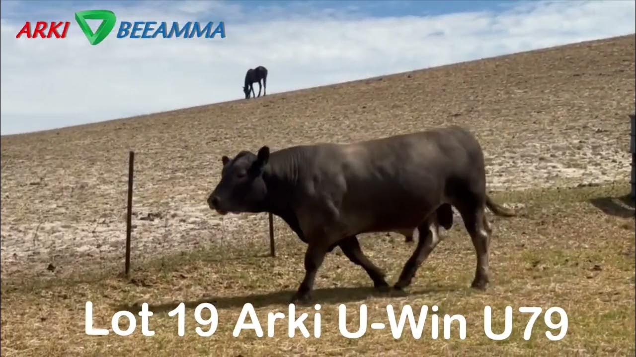 Lot 19 Arki U-Win U79 - YouTube