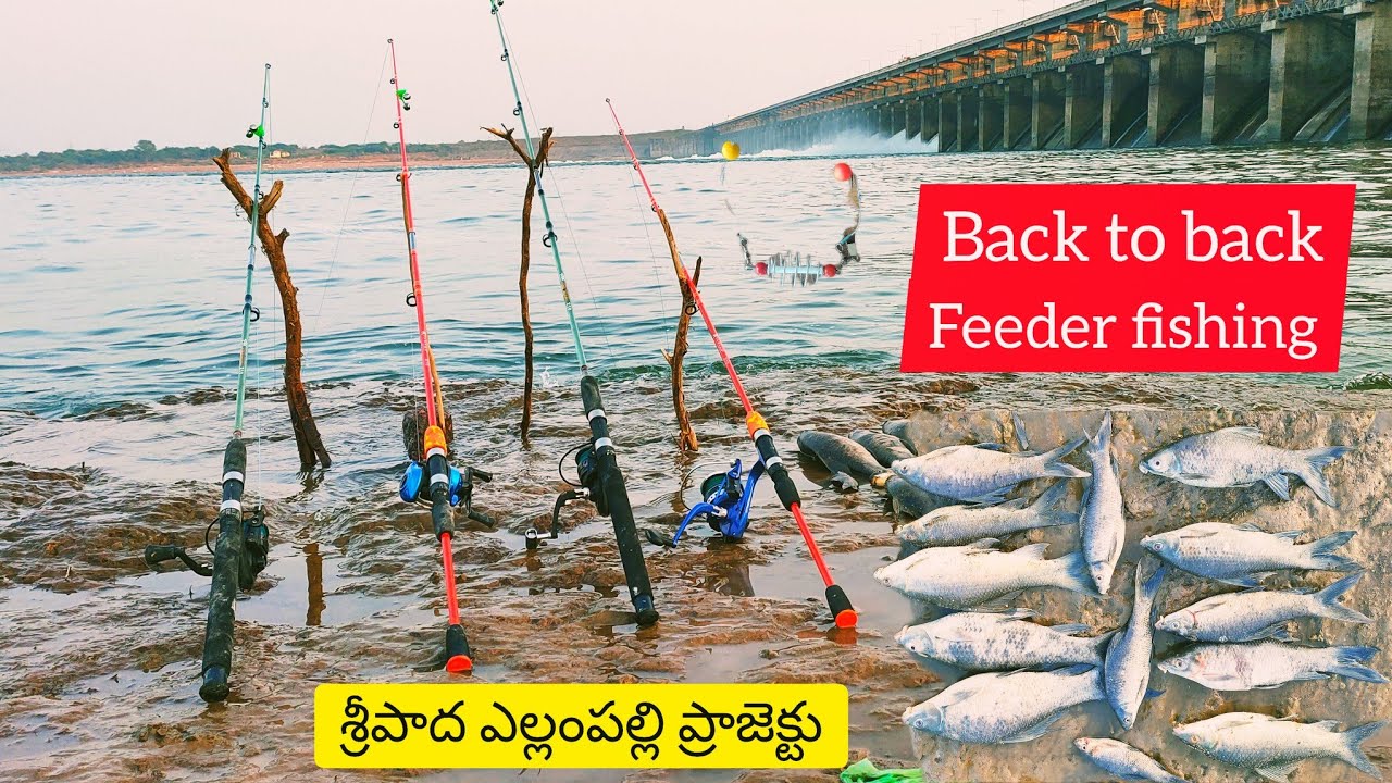 #feeder #fishing back to back fish #catching #yellampalledam#shortvideo ...