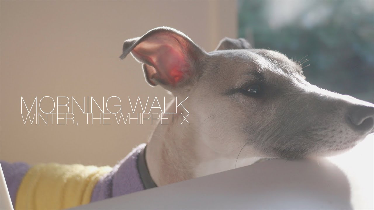 질주본능 휘핏 아침산책 Morning walk on a sunny day with Winter, the whippet x ...