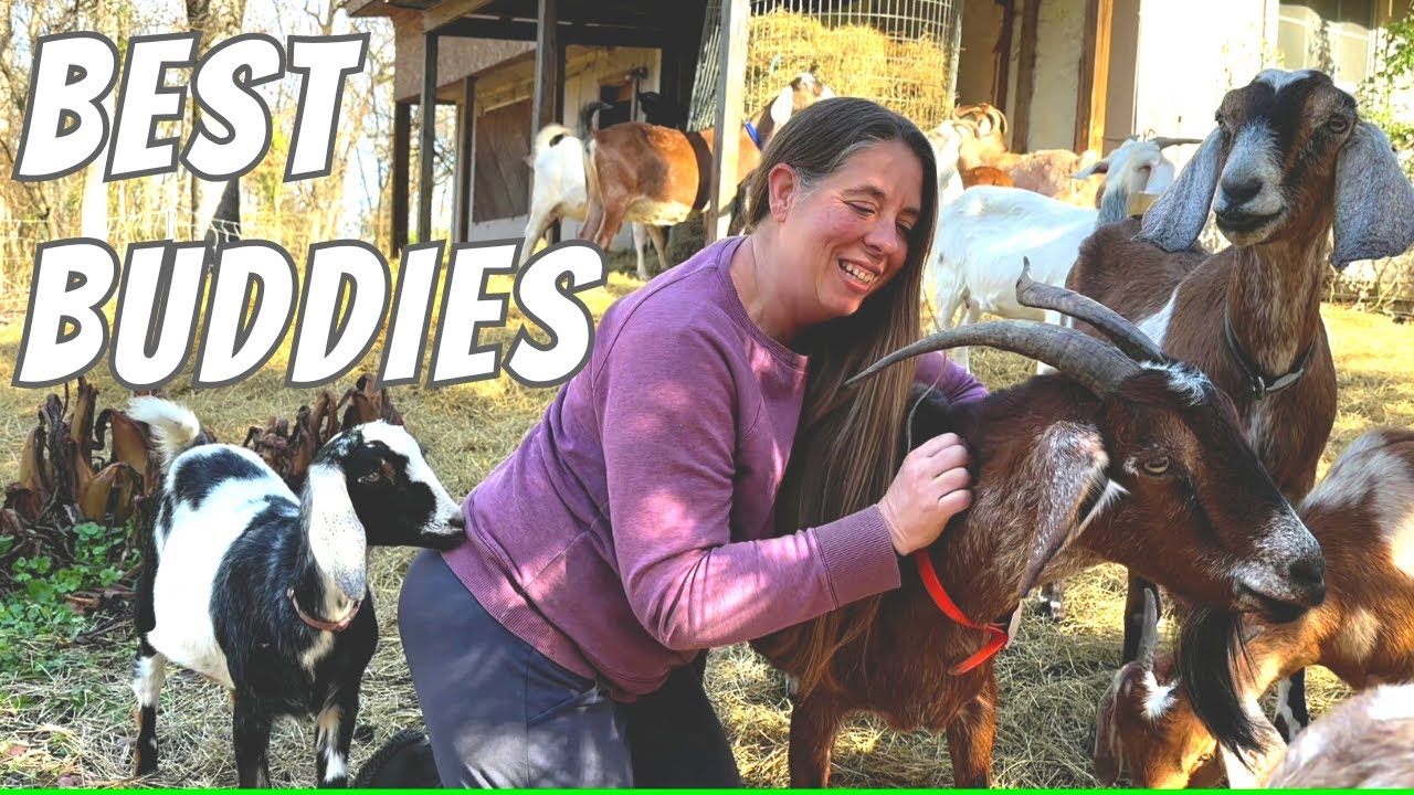 Meet Our Favorite Farm Animals! - YouTube