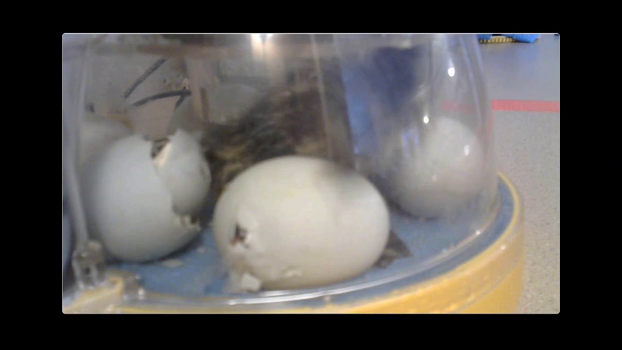 Hatching of Third Duckling in Fish Class - YouTube