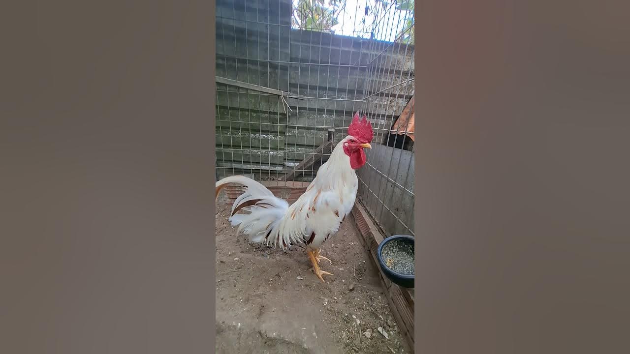 tơ mới vô 2kg6 mời ae xem - YouTube